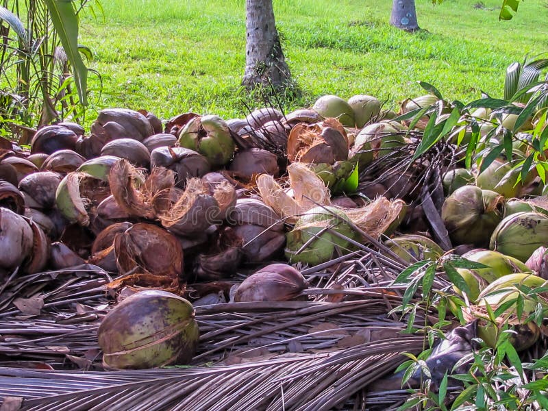 Open Coconut Shell Dump on Background of Palm Trees. Floral World of ...