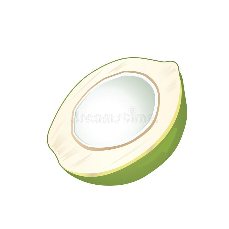 An Open Coconut Vector Illustration Stock Vector - Illustration of ...