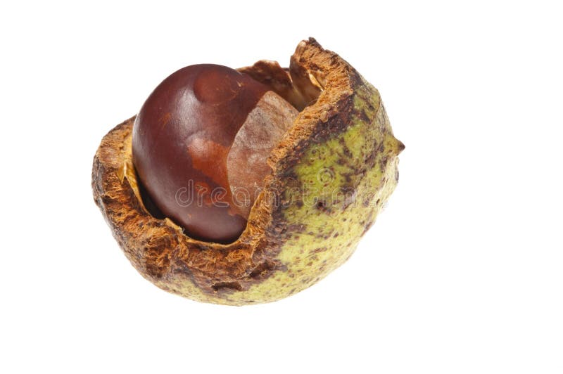Open conker stock photo. Image of growth, ovoid, nature - 10998866