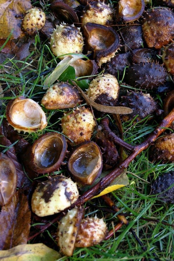 Open conker stock photo. Image of growth, ovoid, nature - 10998866 Open conker stock photo. Image of growth, ovoid, nature - 10998866