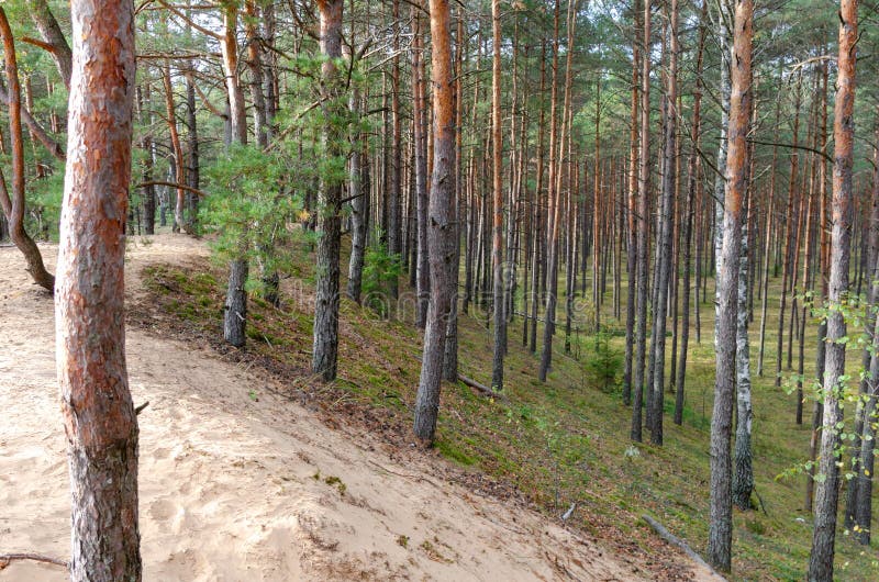Bartkuskis Dune is a Wind-blown Sand Hill (dune) Located in Bartkuskis ...