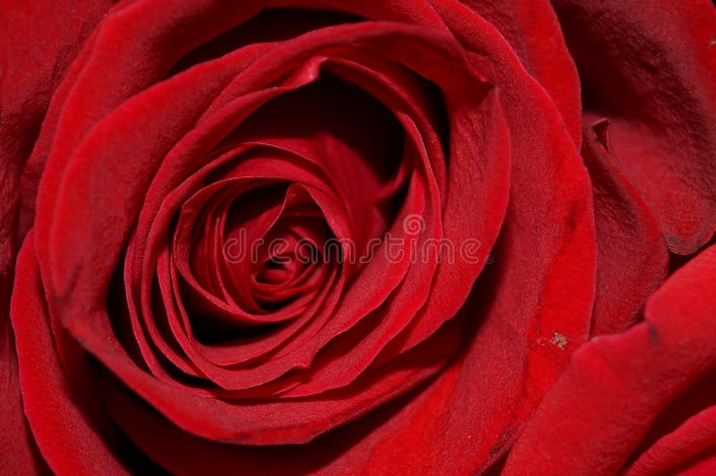 Open core of red rose bud stock image. Image of flower - 216027265