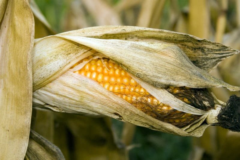 Open Source Alternative To Stock Photos - Free & Royalty-Free Stock ...