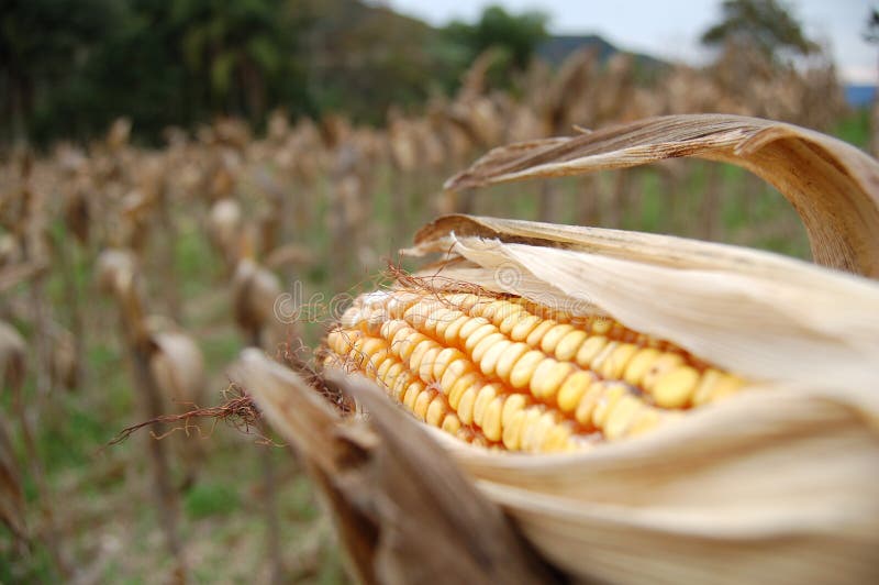 Open corn cob stock image. Image of candid, cultivated - 22768011