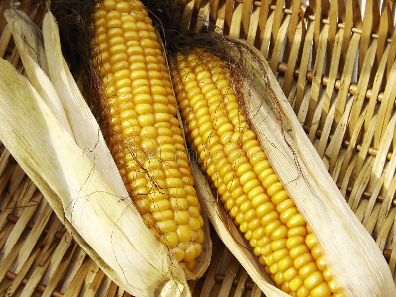 Open corn in the basket stock image. Image of cereal, basket - 1362503