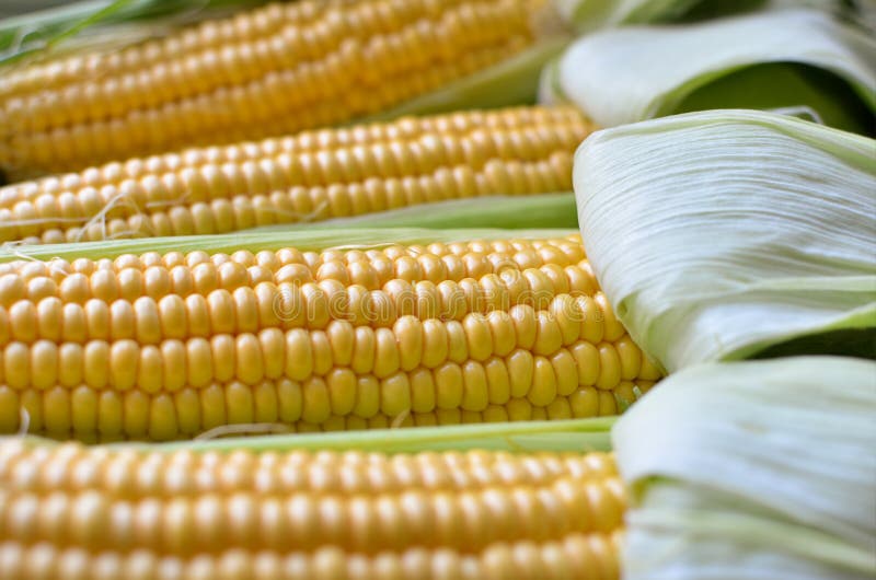 Open ears of ripe corn stock image. Image of summer - 267970789