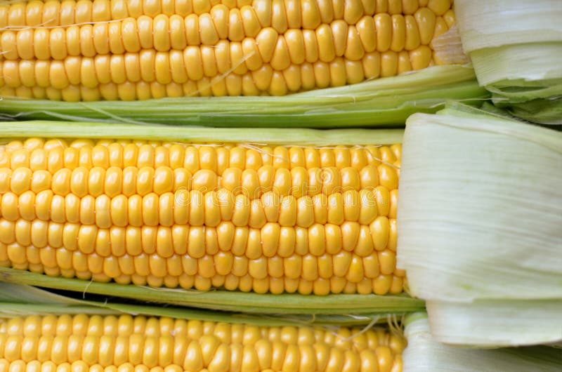 Open ears of ripe corn stock photo. Image of grain, green - 267970804