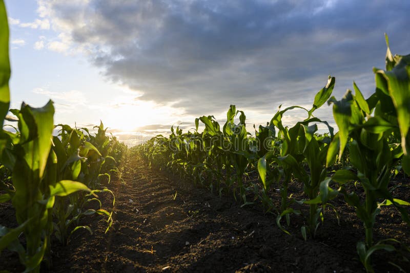 Corn field stock image. Image of countryside, corn, field - 18435117