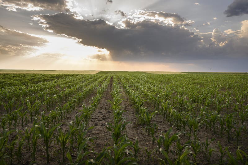 Open corn field at sunset stock image. Image of country - 186872553