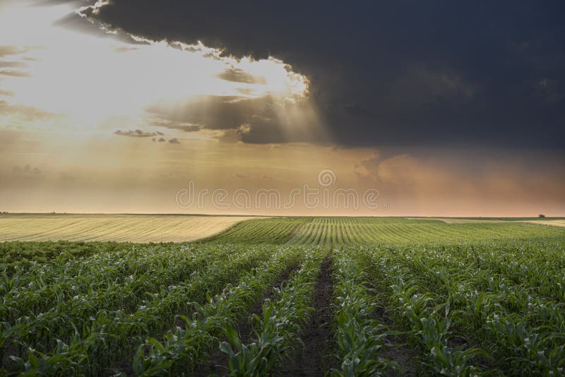 Open corn field at sunset stock photo. Image of clouds - 186872568