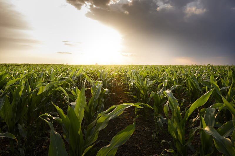 Open corn field at sunset stock image. Image of land - 186872583