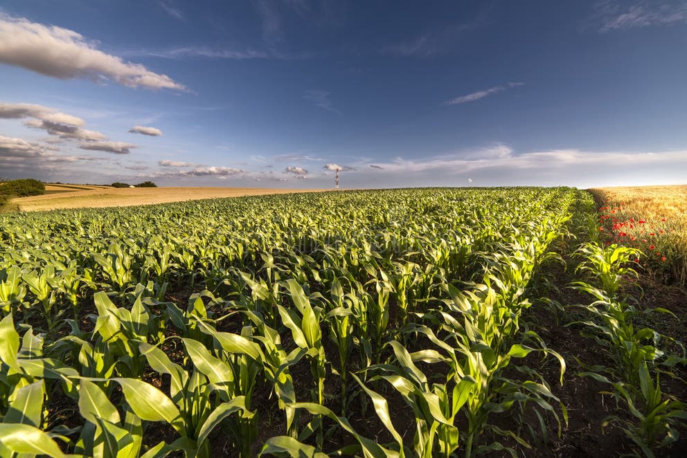 Open corn field at sunset stock photo. Image of field - 188645980