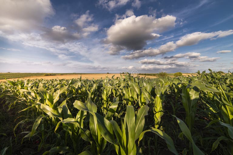 Open corn field at sunset stock image. Image of crop - 188646003