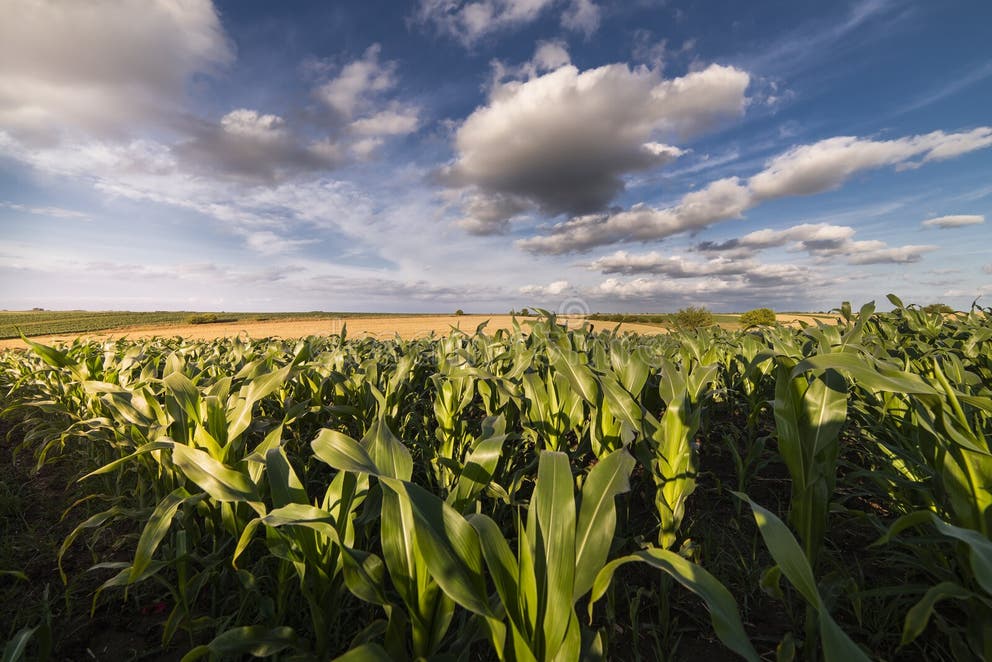Open corn field at sunset stock image. Image of crop - 188646003