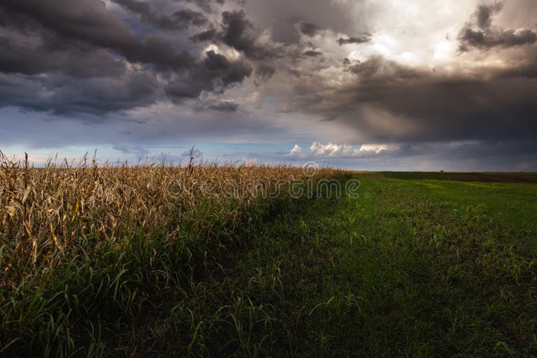 Open corn field at sunset stock photo. Image of green - 257429926