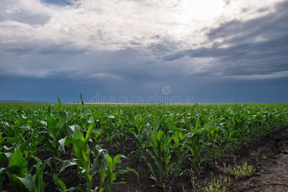 Open corn field at sunset stock image. Image of agricultural - 319927305
