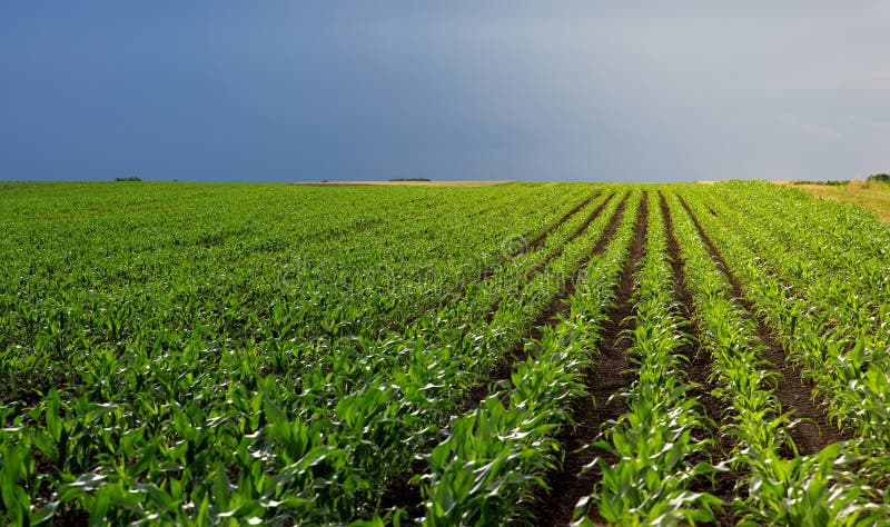 Corn field stock image. Image of countryside, corn, field - 18435117