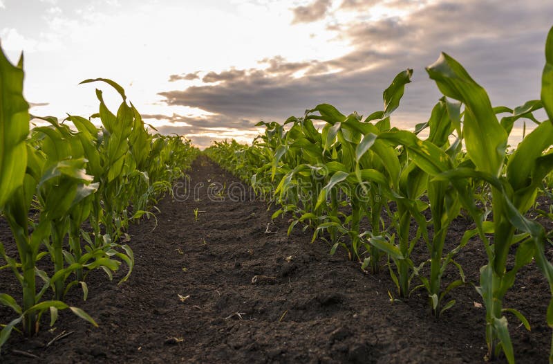 Open corn field at sunset stock image. Image of land - 186872583