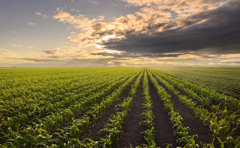 Open corn field at sunset stock image. Image of farm - 184969477