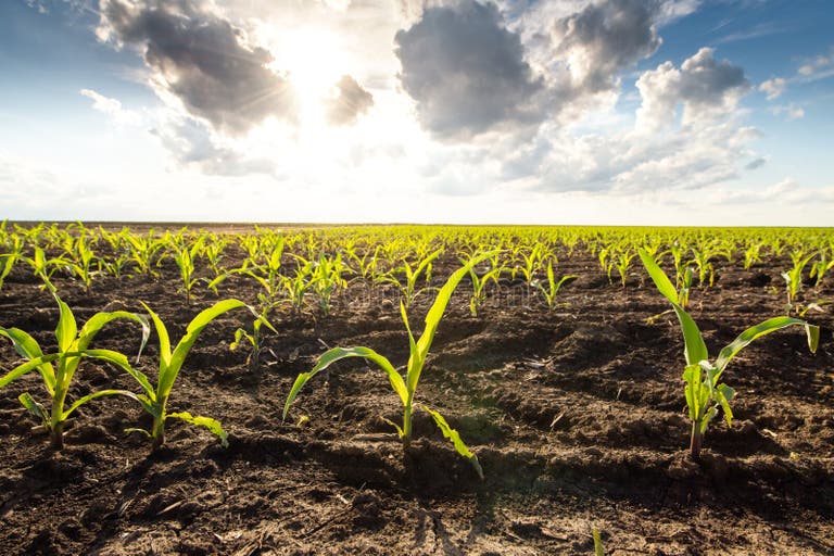 Open corn field at sunset stock photo. Image of clouds - 219271916