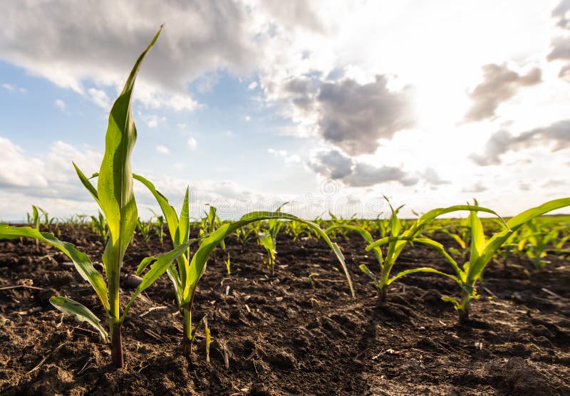 Open corn field at sunset stock image. Image of country - 219271935