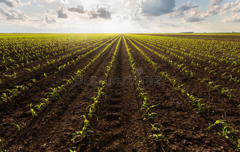Open corn field at sunset stock photo. Image of countryside - 219271970