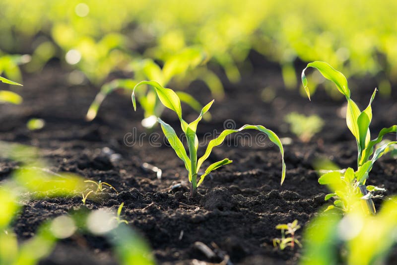 Open corn field at sunset stock photo. Image of dusk - 219271984