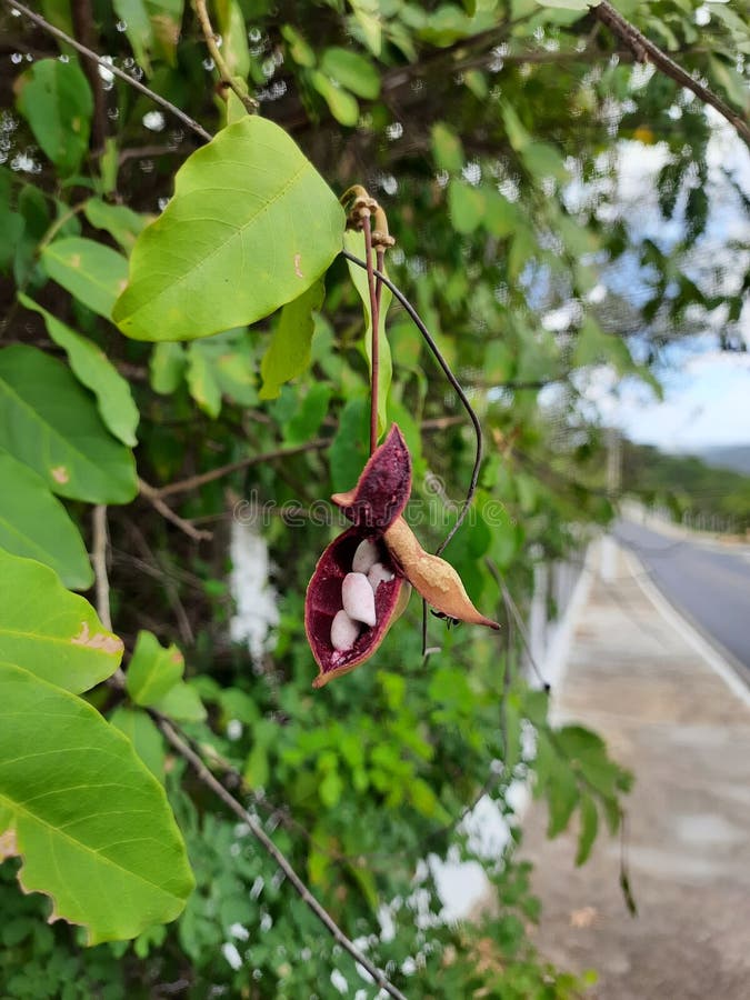 Open & X28;dehiscent& X29; Fruit of Plant Species Stock Image - Image ...