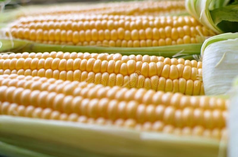 Open ears of ripe corn stock photo. Image of corn, crop - 268657478