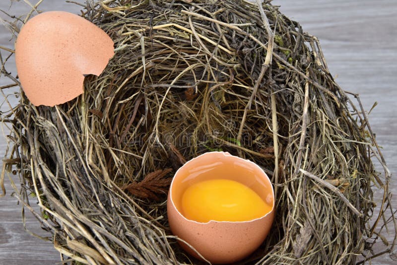 Open Egg in a Birds Nest, Shell Lying on the Nest. Stock Photo - Image ...
