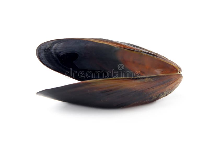 Open Empty Mussel Shell Isolated on White Stock Photo - Image of ...