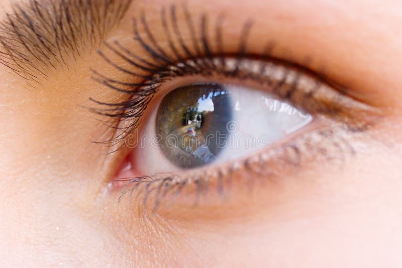 Open eye stock photo. Image of eyebrows, medic, fixed - 6565044