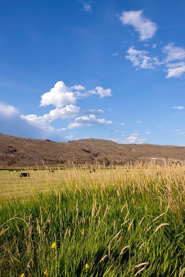 Open farm field stock photo. Image of beautiful, field - 13382766