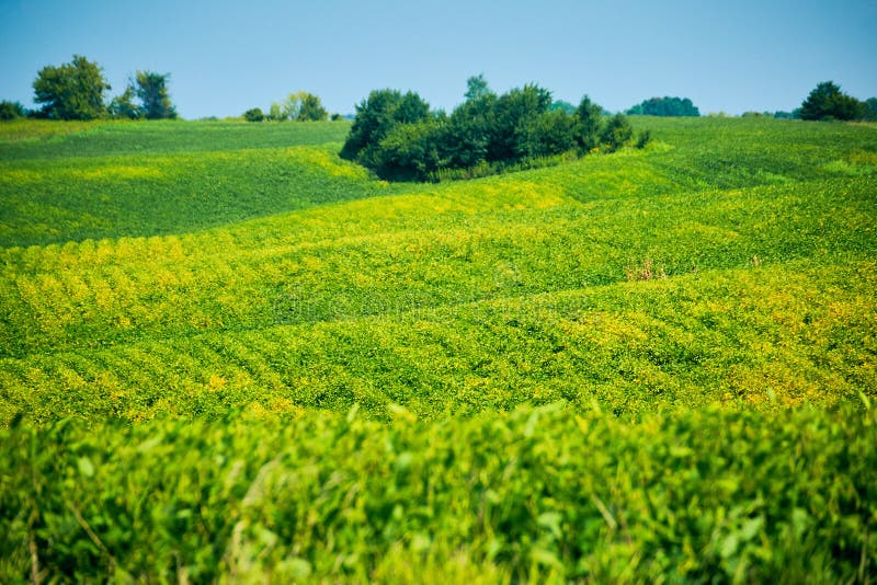 Open Farm Field of Yellow and Green Stock Photo - Image of scene ...