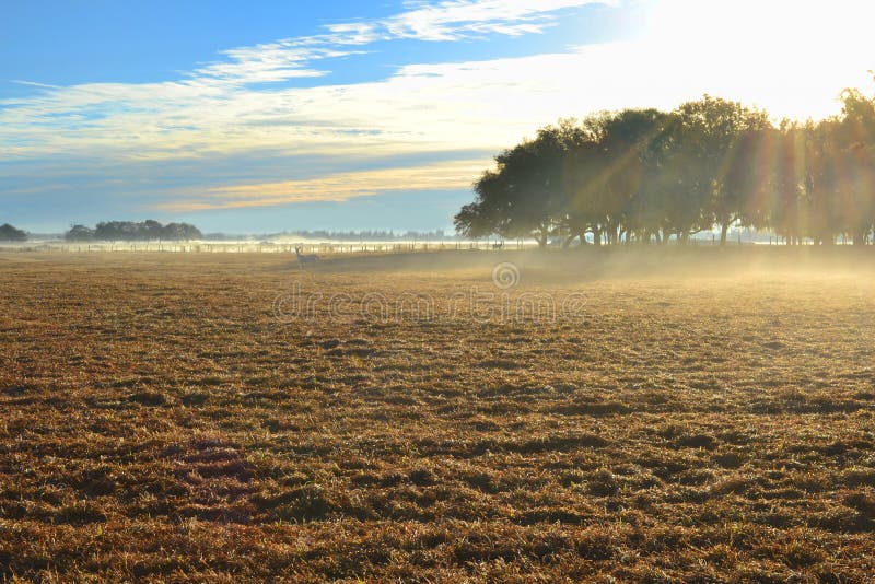 Open Field stock photo. Image of sunrise, animals, grass - 18597674