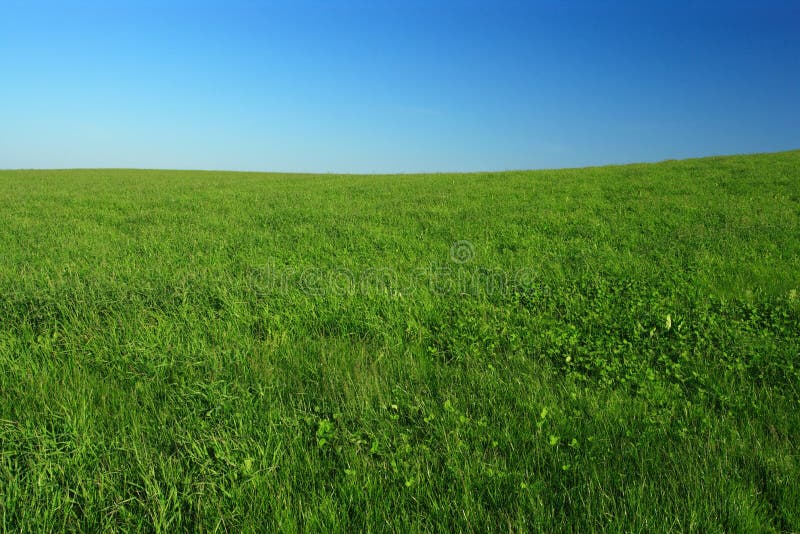 Open field stock photo. Image of sunny, summer, spring - 3664288