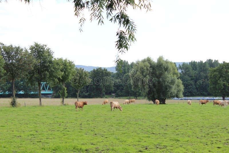 Open Field with Cows Grazing on the Grass Stock Photo - Image of grass ...