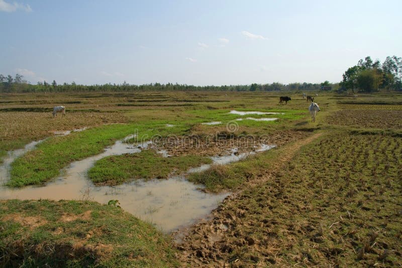 Open Field with Cows, India Stock Photo - Image of gras, countries: 4220988
