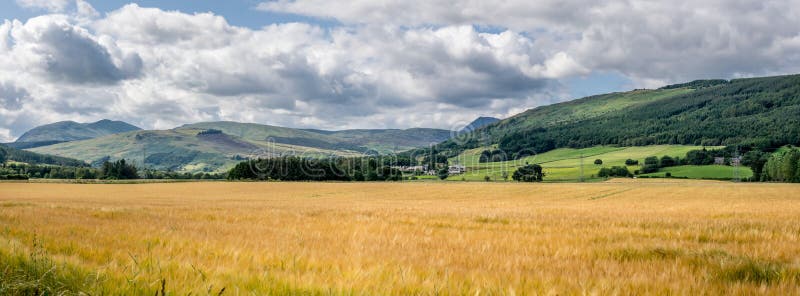 A Field of Wheat with Mountains in the Background in Scotland Stock ...
