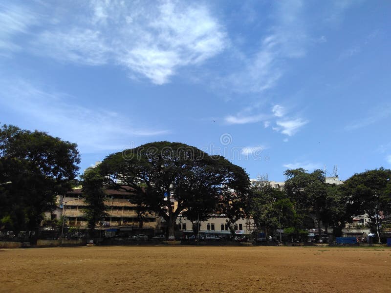 Open Field with Huge Trees in an Open Blue Sky. Stock Photo - Image of ...