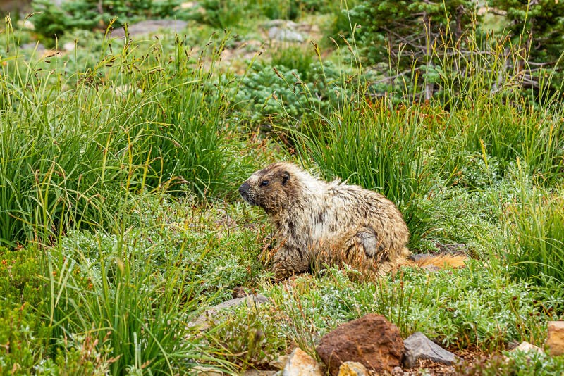 Open Field with Marmot in the Long Grass Stock Image - Image of claws ...