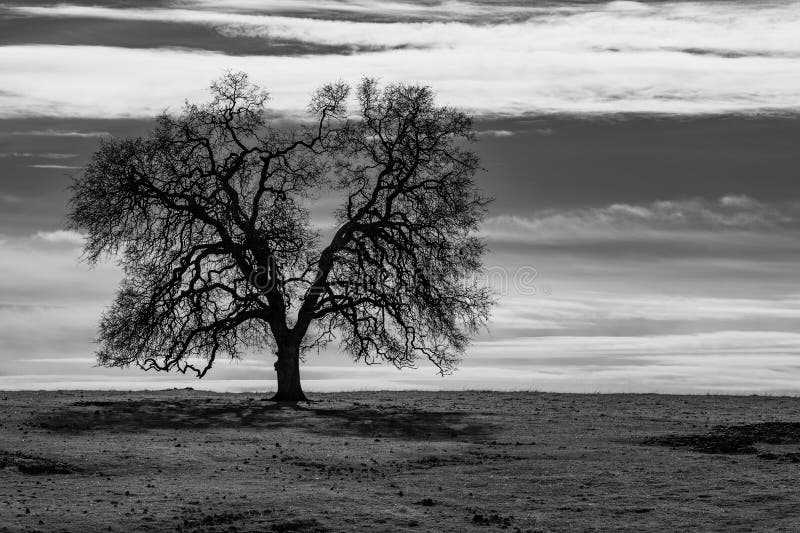 Large Oak Tree Alone in Field in Black and White Stock Photo - Image of ...