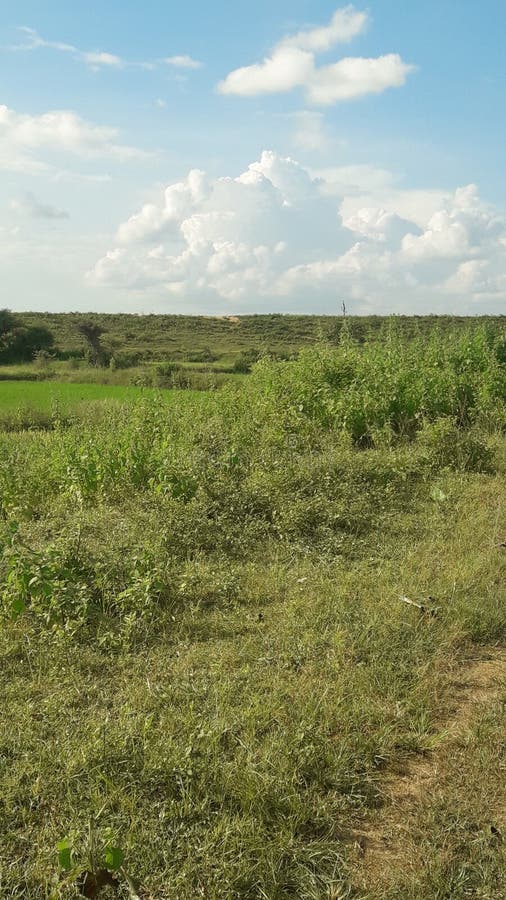Open Field, Small Cloud Pieces, Greenery Stock Photo - Image of open ...