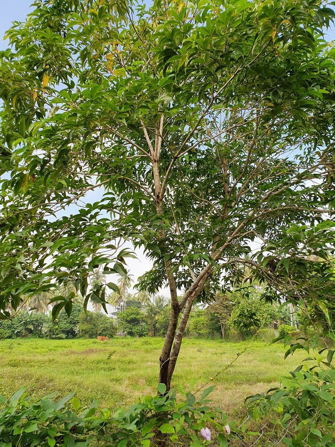 Open Field with Trees in the Perimeter Stock Image - Image of perimeter ...
