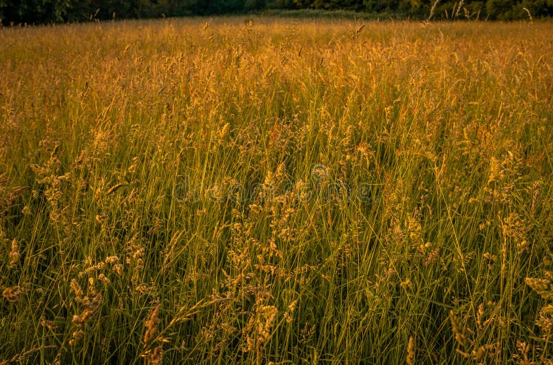 An Open Field of Tall Grass in the Summer Twilight Stock Photo - Image ...