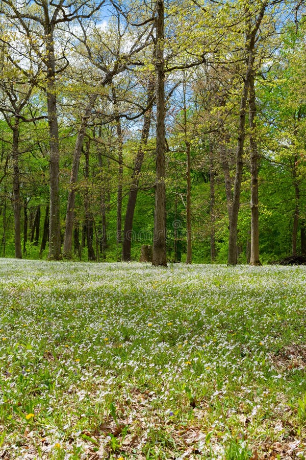 Open field in the woods stock image. Image of meadow - 147319005