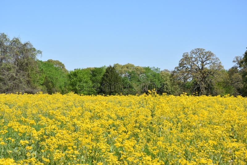 Open Field of Yellow Flowers Stock Image - Image of outdoor, prairie ...