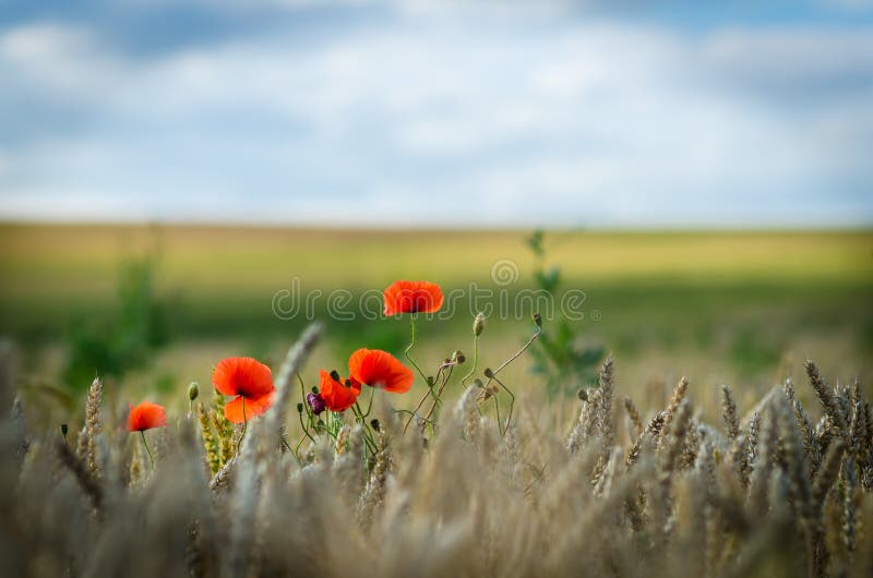 Open New Fields by Burning Forests.. Stock Image - Image of environment ...