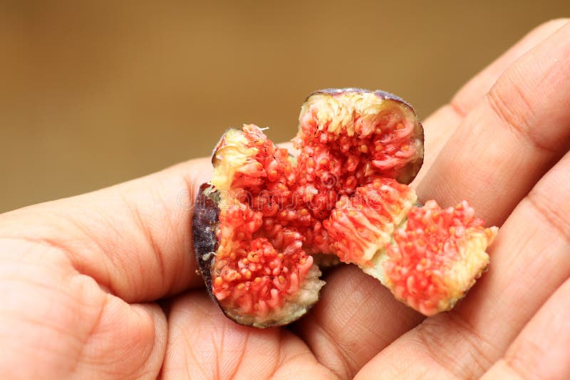 Open fig fruit stock photo. Image of nature, seeds, yummy - 31699864