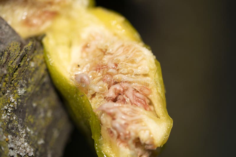 Open Fig Fruit Inside Close Up Macro Stock Image - Image of juicy ...